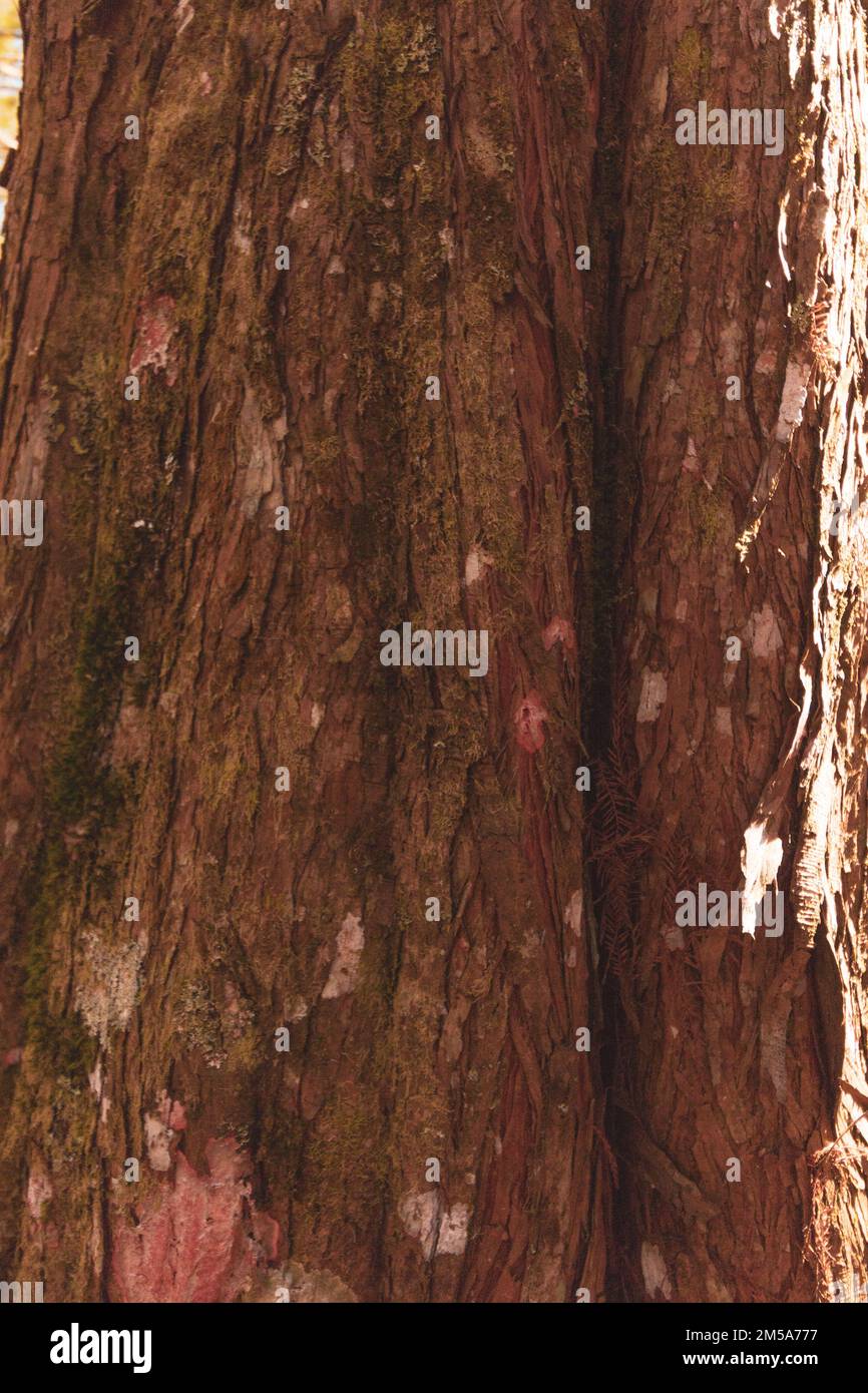 Wood texture with moss on pine tree in south america at the forest ...
