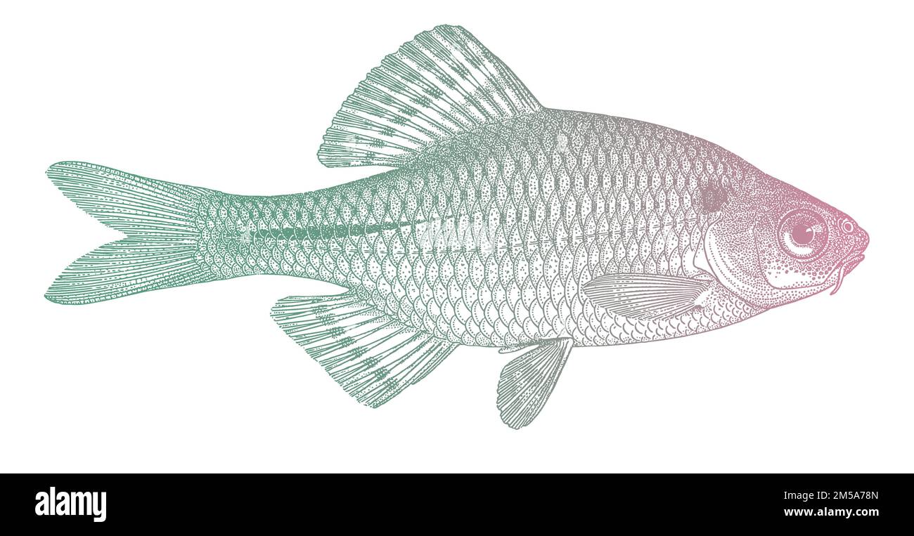 Bitterling acheilognathus tabira, freshwater fish endemic to Japan ...