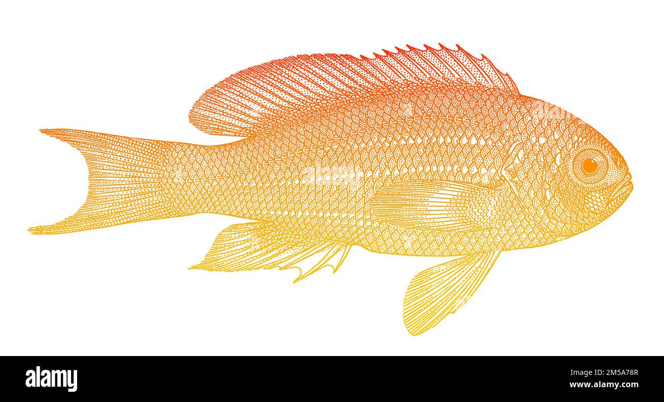 Female sea goldie pseudanthias squamipinnis, tropical reef fish in side ...