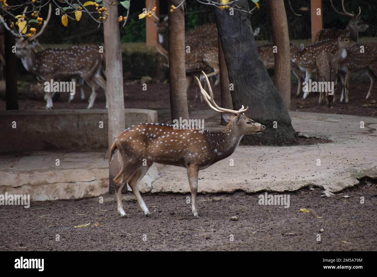 Deer pose with horn hi-res stock photography and images - Alamy