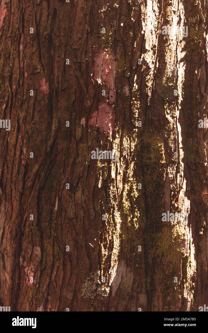 Wood texture with moss on pine tree in south america at the forest ...