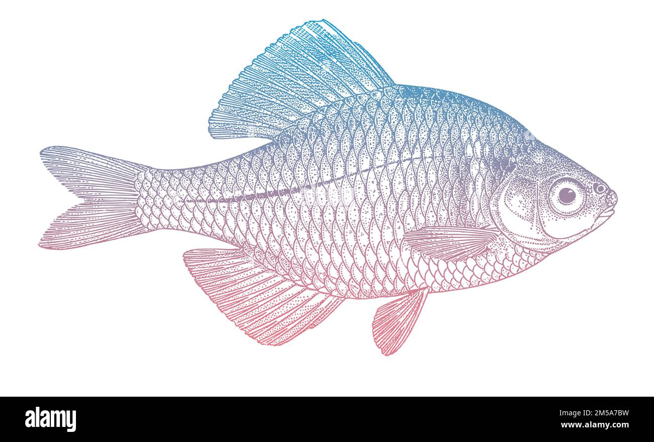 Rosy bitterling Stock Vector Images - Alamy