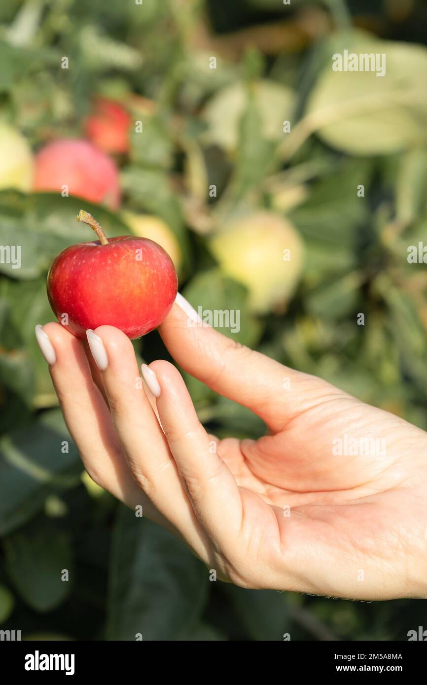 female hand holding a red apple in nature. young apple. man holding an ...