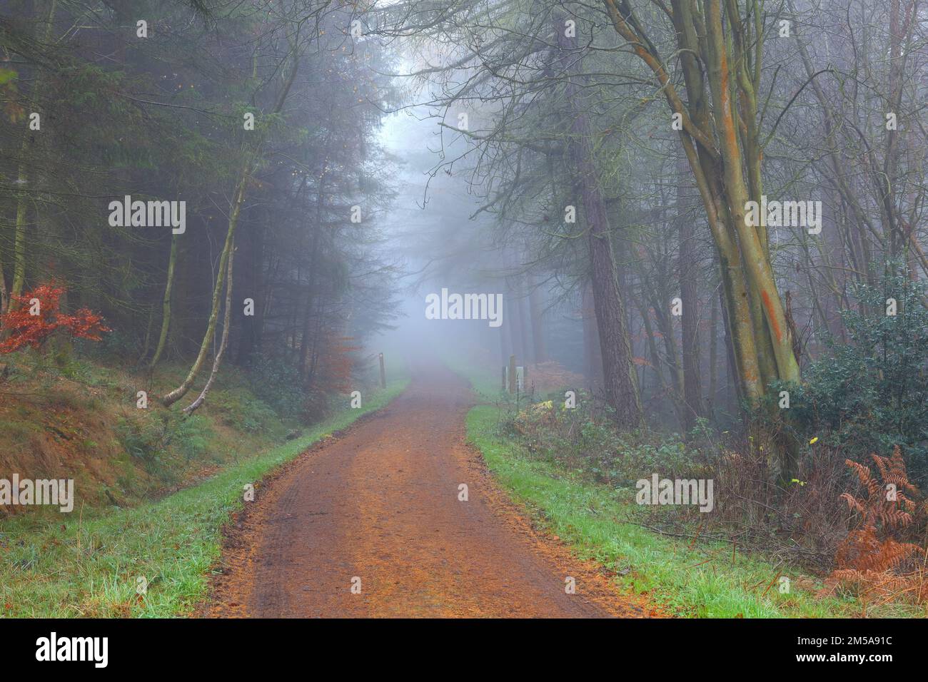 Foggy Winters Day at Hamsterley forest showing the Forest Drive. County ...