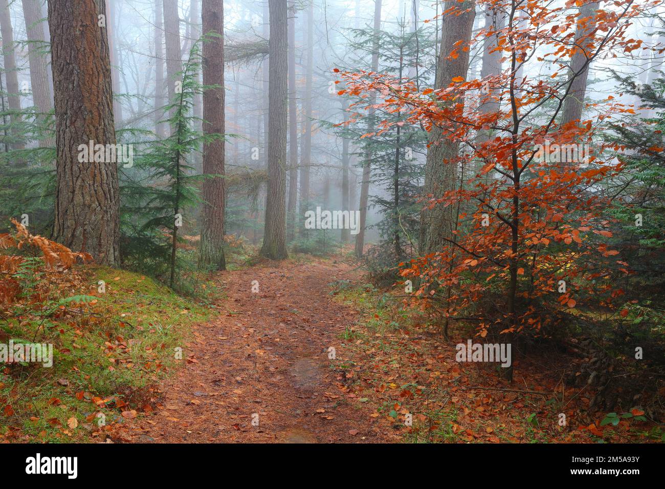 Misty Winter day in Hamsterley Forest with a footpath through the trees ...