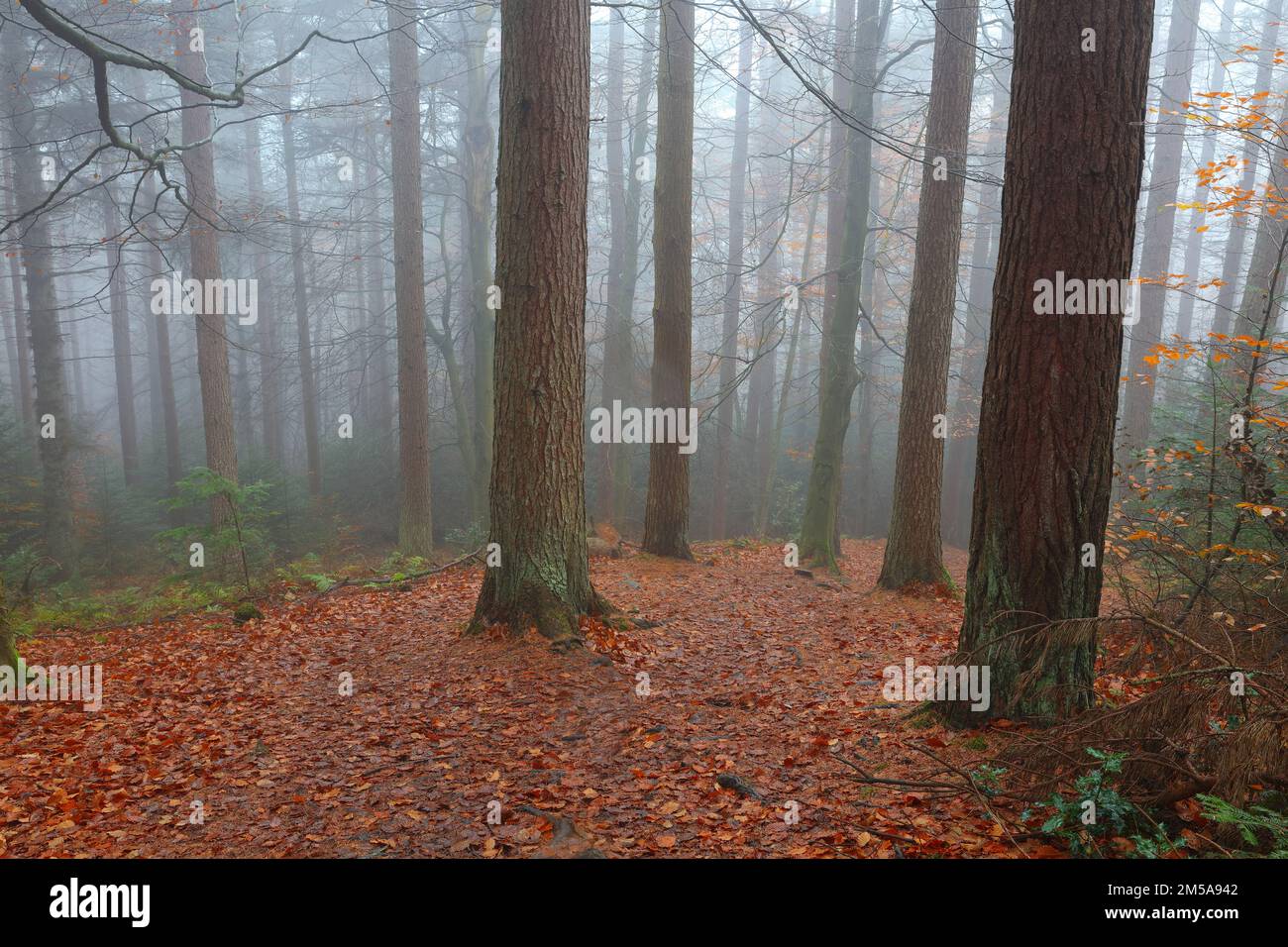 Misty Winter day in Hamsterley Forest. County Durham, England, UK Stock ...