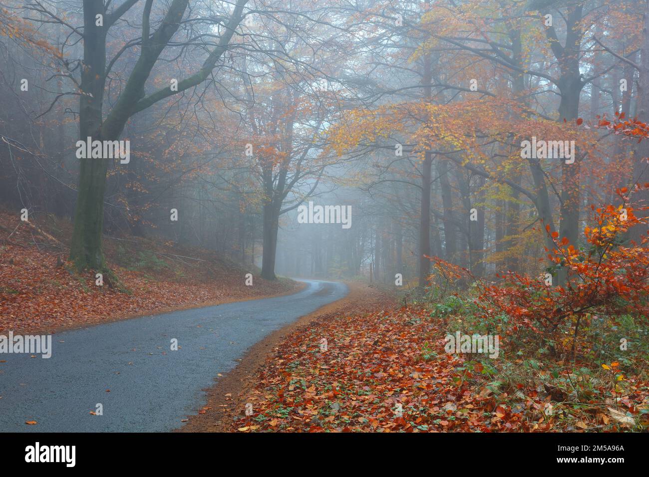Foggy Winters Day at Hamsterley forest showing the Forest Drive. County ...