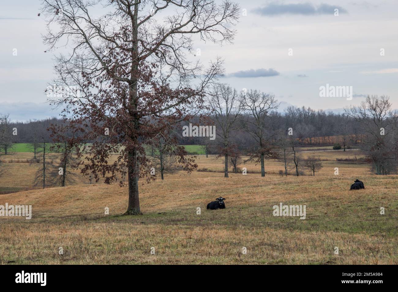 Two black cows sitting down relaxing in the farm field away from the ...