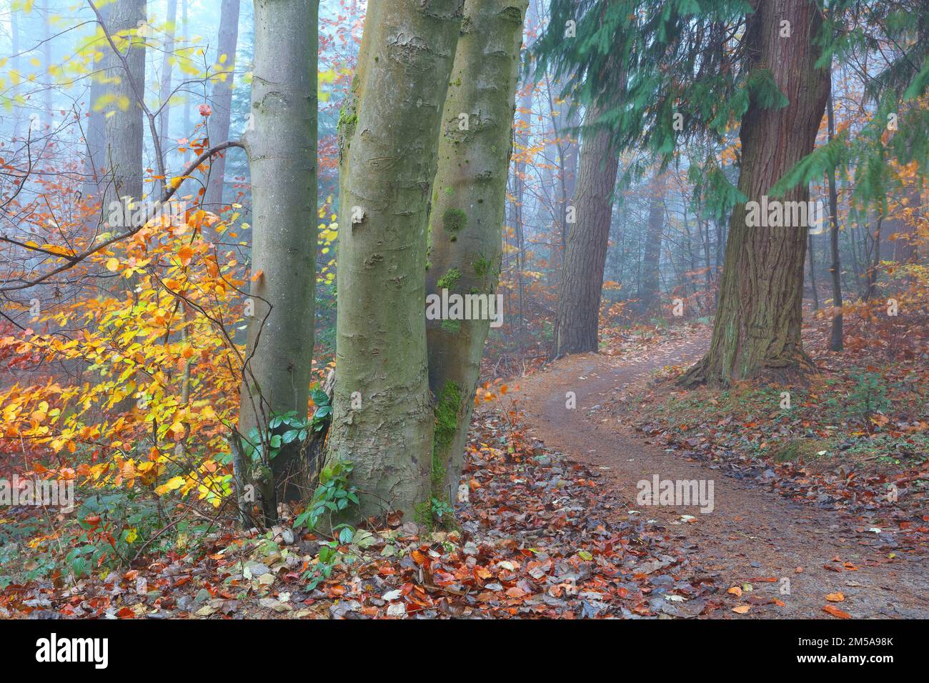 Misty Winter day in Hamsterley Forest with a footpath through the trees ...