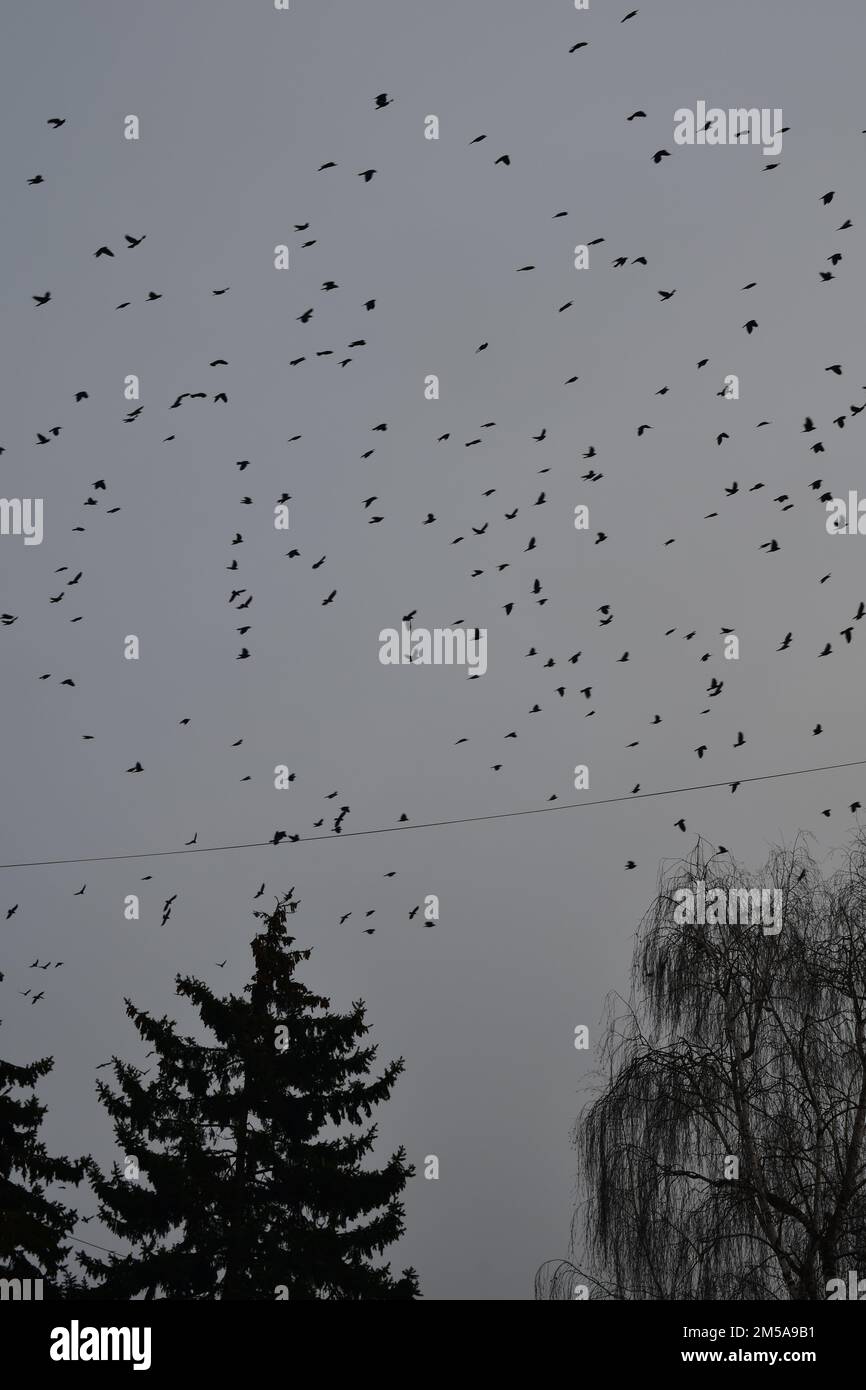 Real birds hi-res stock photography and images - Alamy