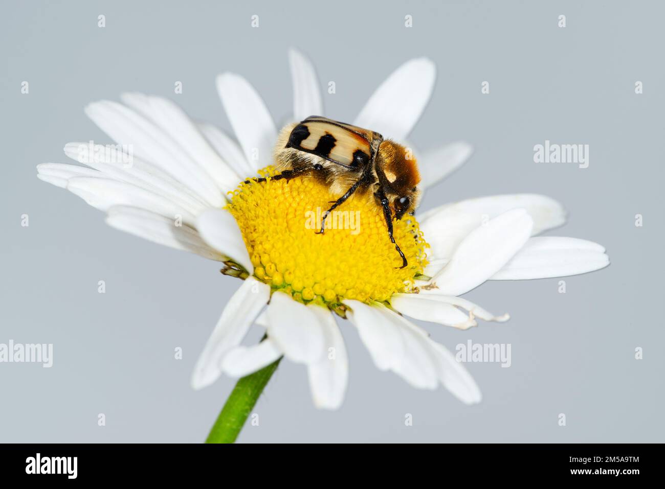 Fluffy black-spotted Bee beetle (Trichius fasciatus) on a flower ...