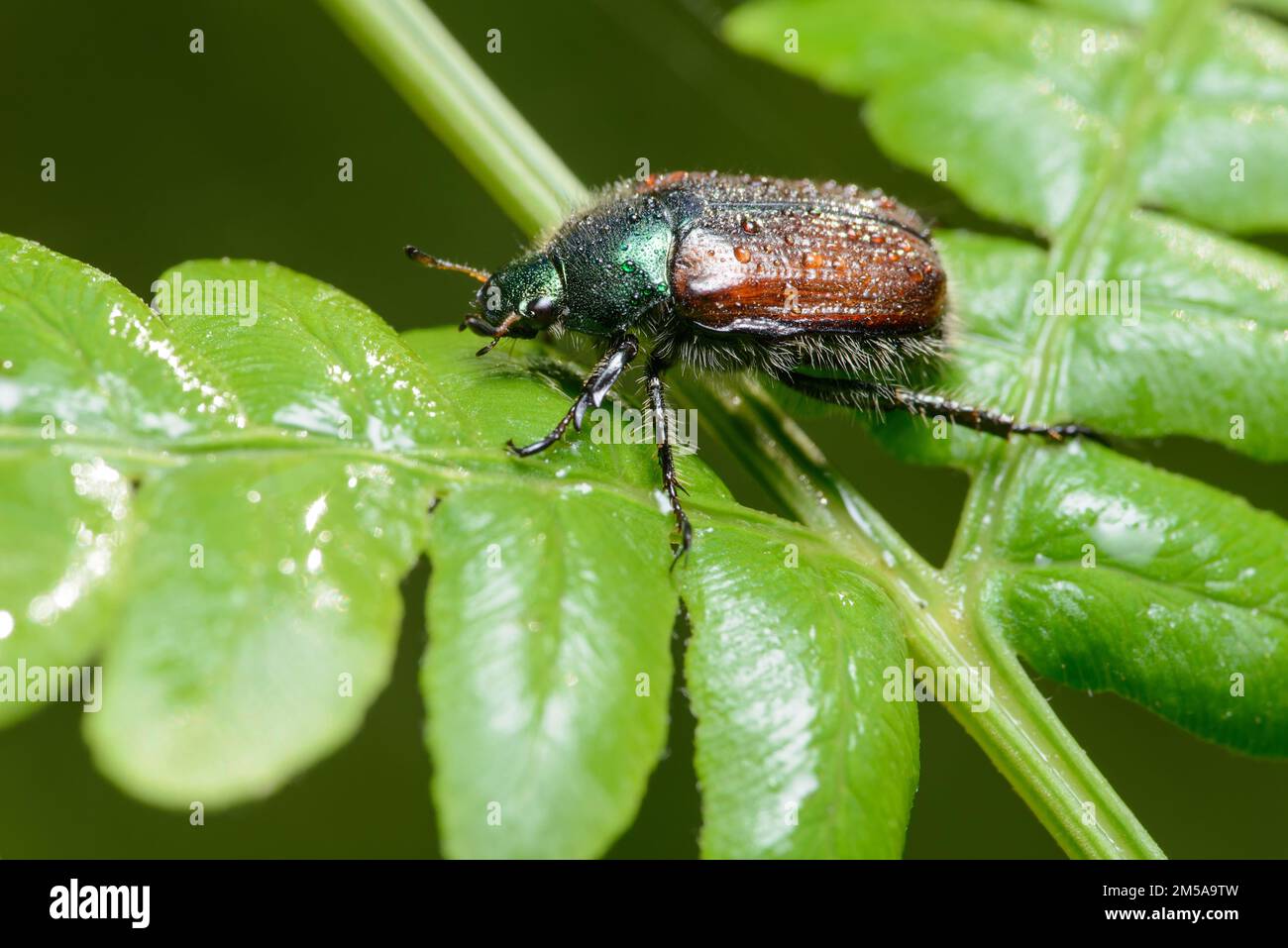 Hairy beetle hi-res stock photography and images - Alamy