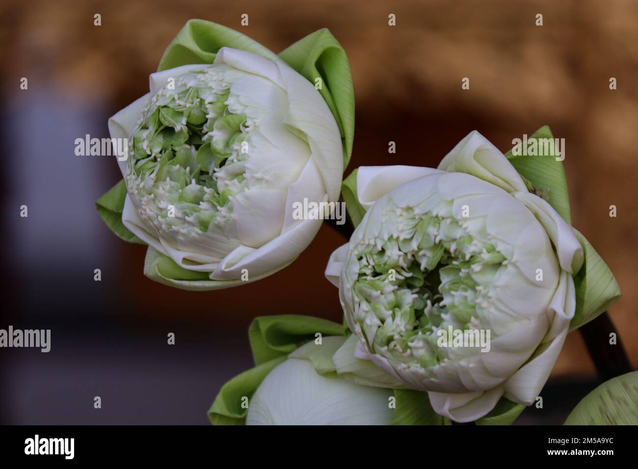 Lotus petal folding, Thai style folding fresh flowers art that ...