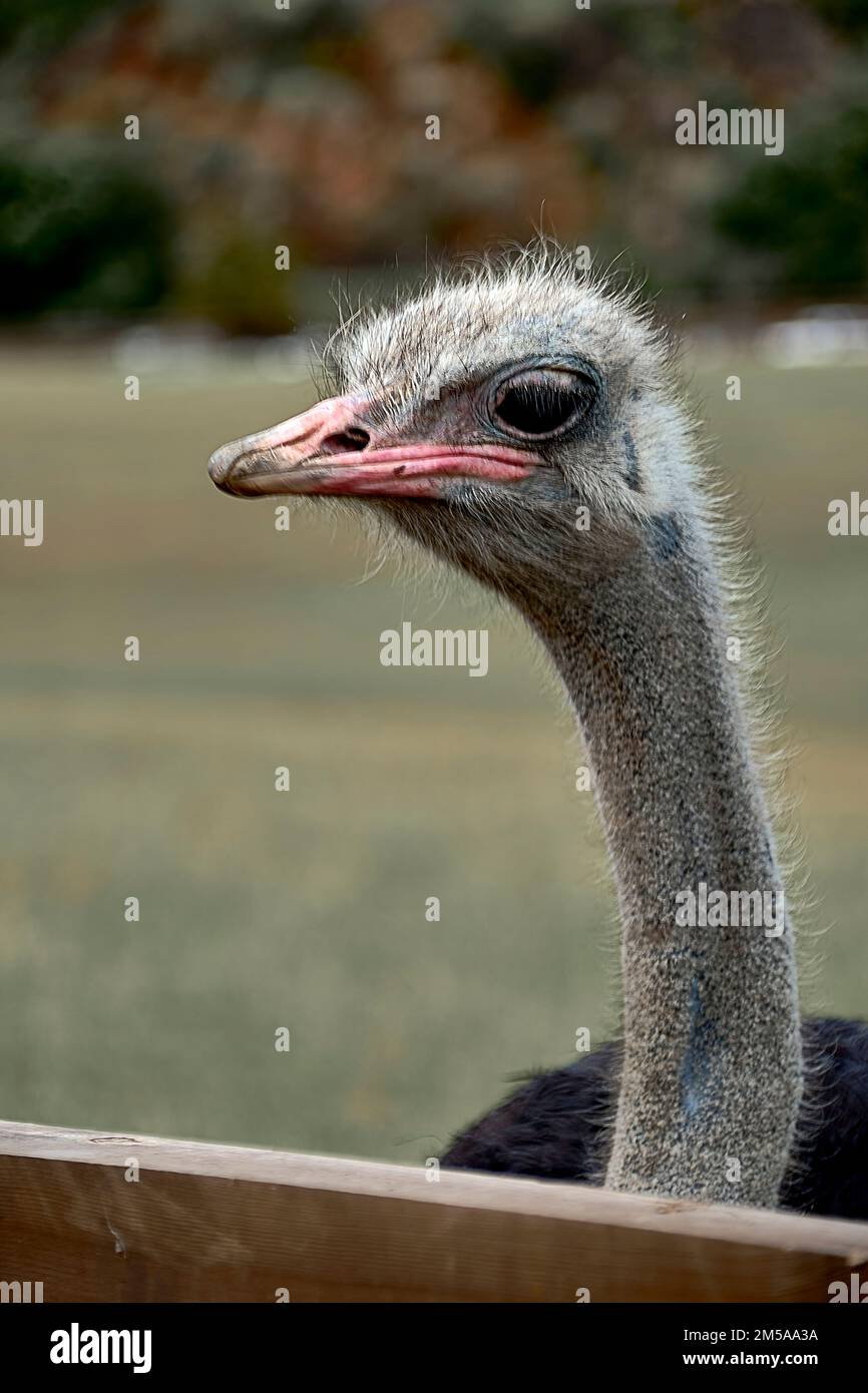 Detail of the face and neck of an ostrich. Textures, green, big eye ...