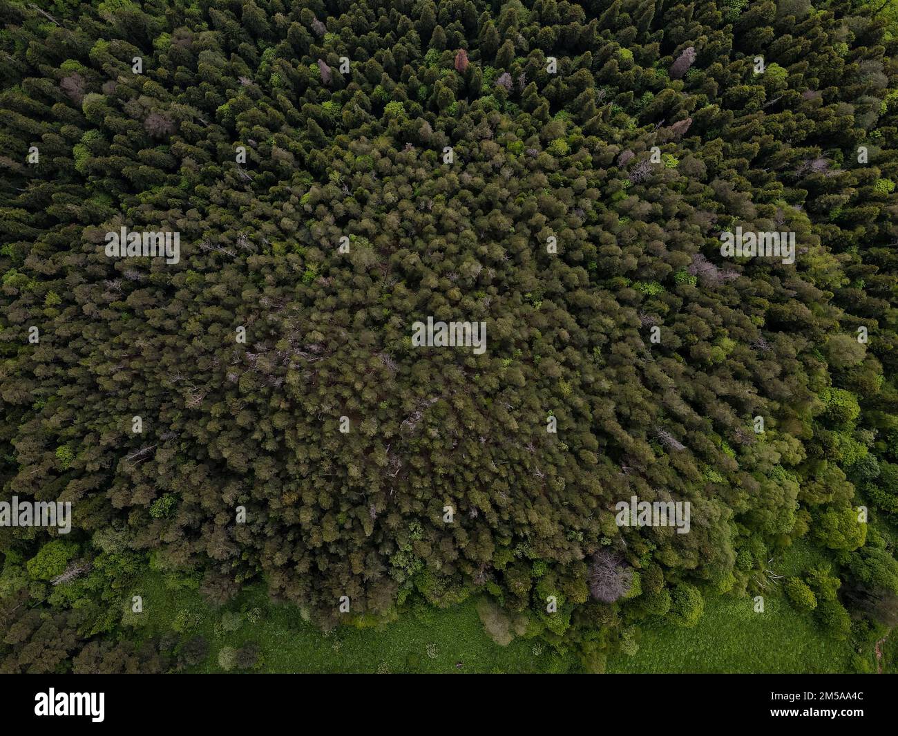 Top down view of green forest, woodland aerial shot. Drone fly over pine trees Stock Photo - Alamy