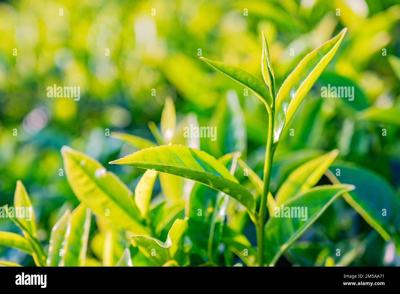 Close-up photograph of tender fresh tea bud and leaves Stock Photo - Alamy