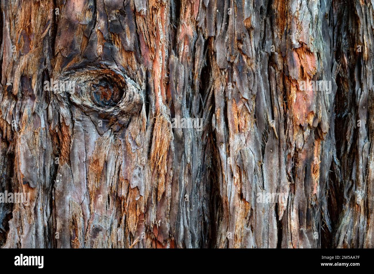 High resolution wooden texture of Sequoia bark Stock Photo - Alamy