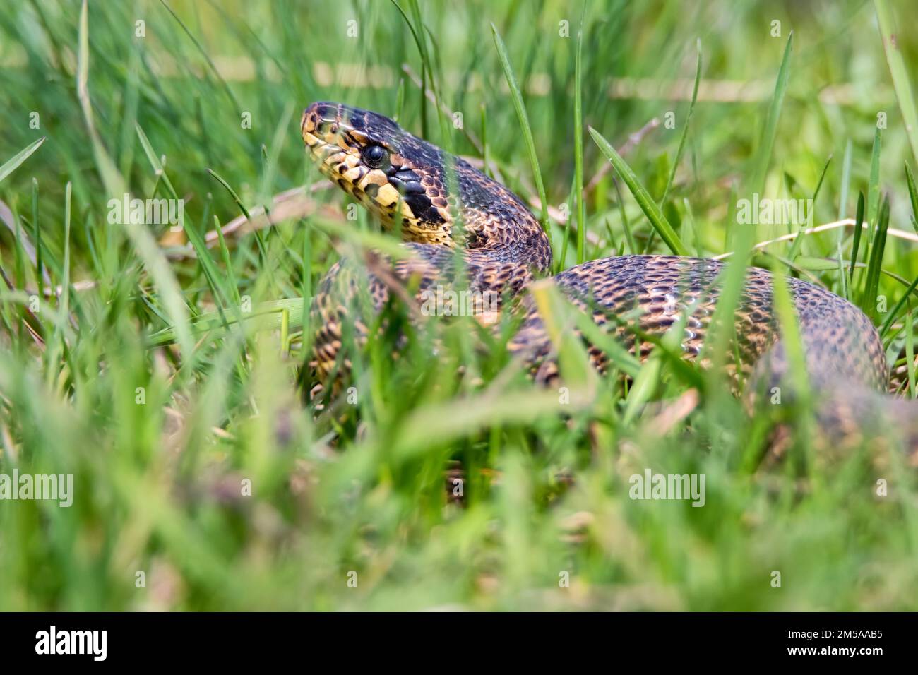 Close-up of blotched snake or Elaphe sauromates in grass Stock Photo ...