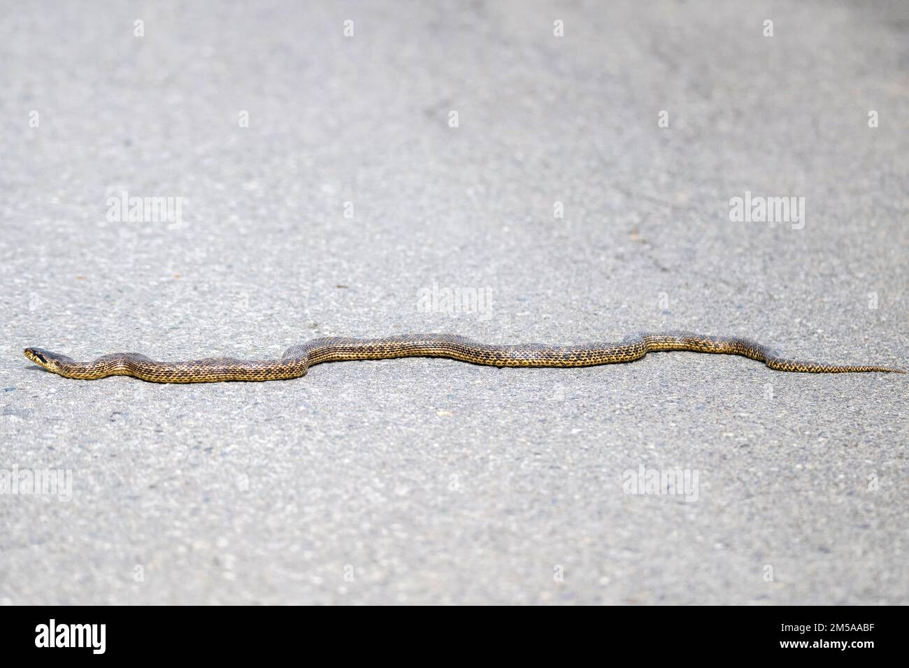 Close-up of blotched snake or Elaphe sauromates on asphalt road Stock ...