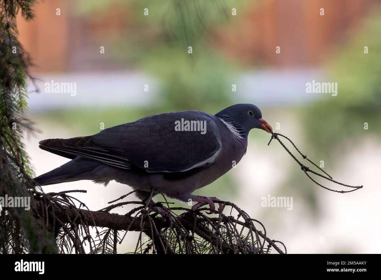 black crowned pigeon Stock Photo - Alamy