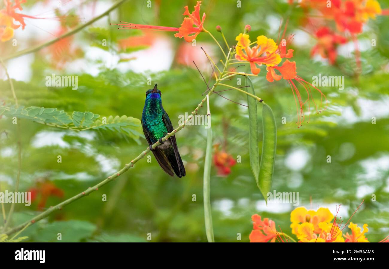Iridescent Blue-chinned Sapphire hummingbird perching in a Pride of ...