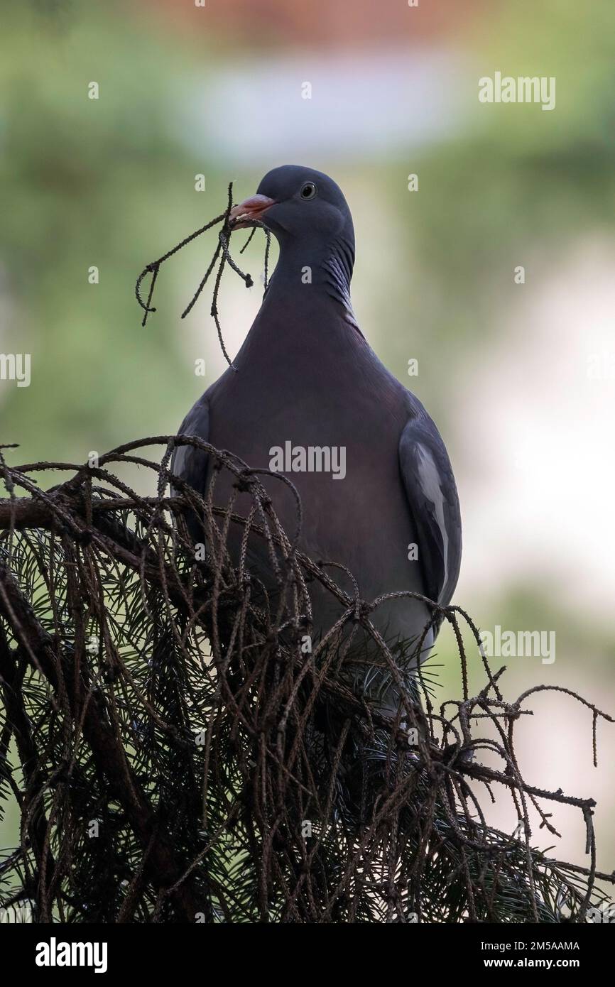 black crowned pigeon Stock Photo - Alamy