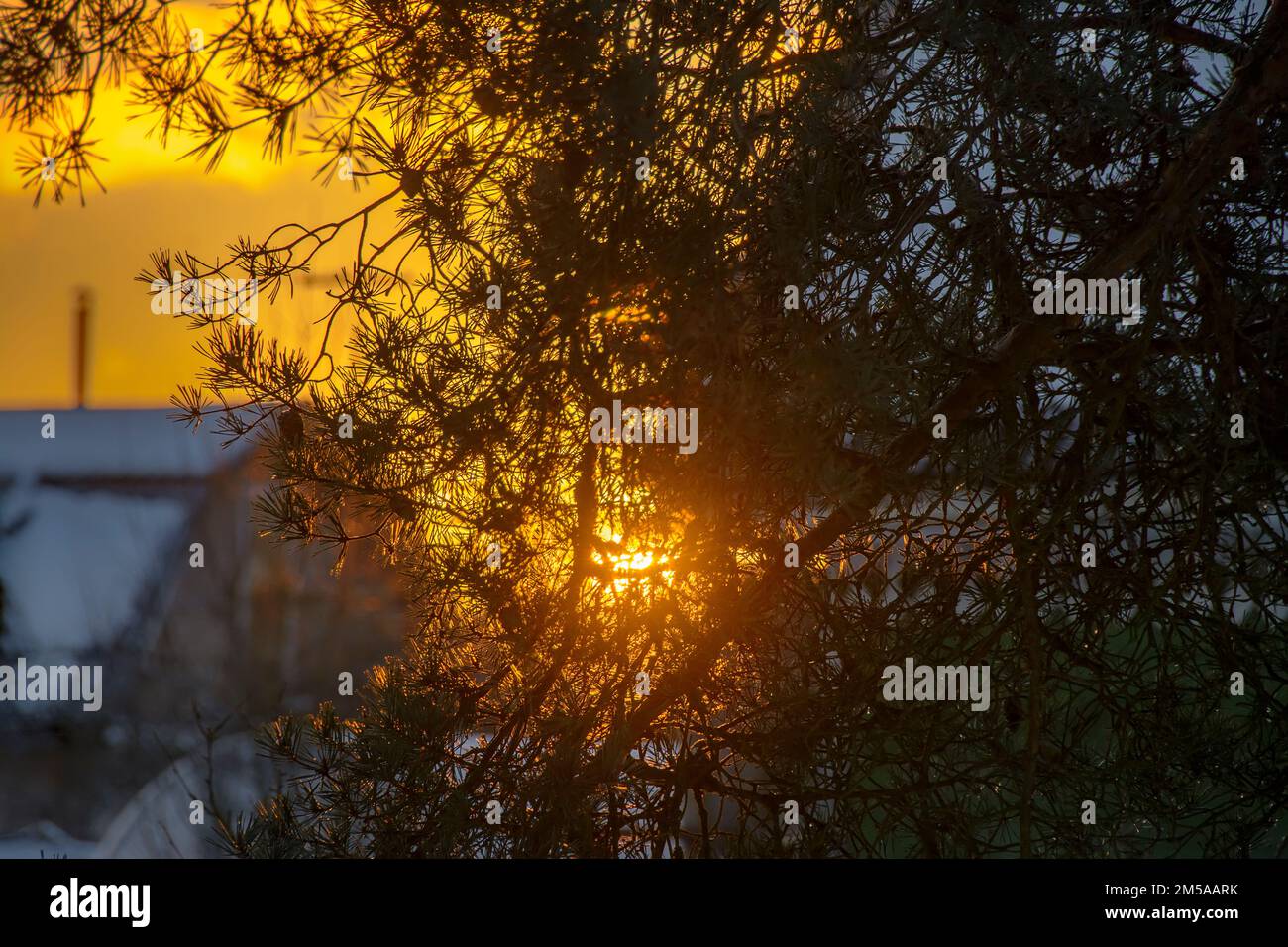 Sunny sunrise on a garden plot in the month of December Stock Photo - Alamy