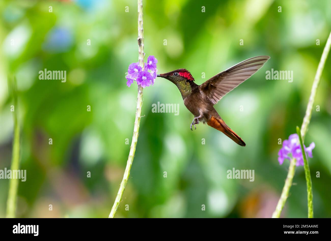 Exotic Ruby Topaz hummingbird with red and gold feathers drinking ...