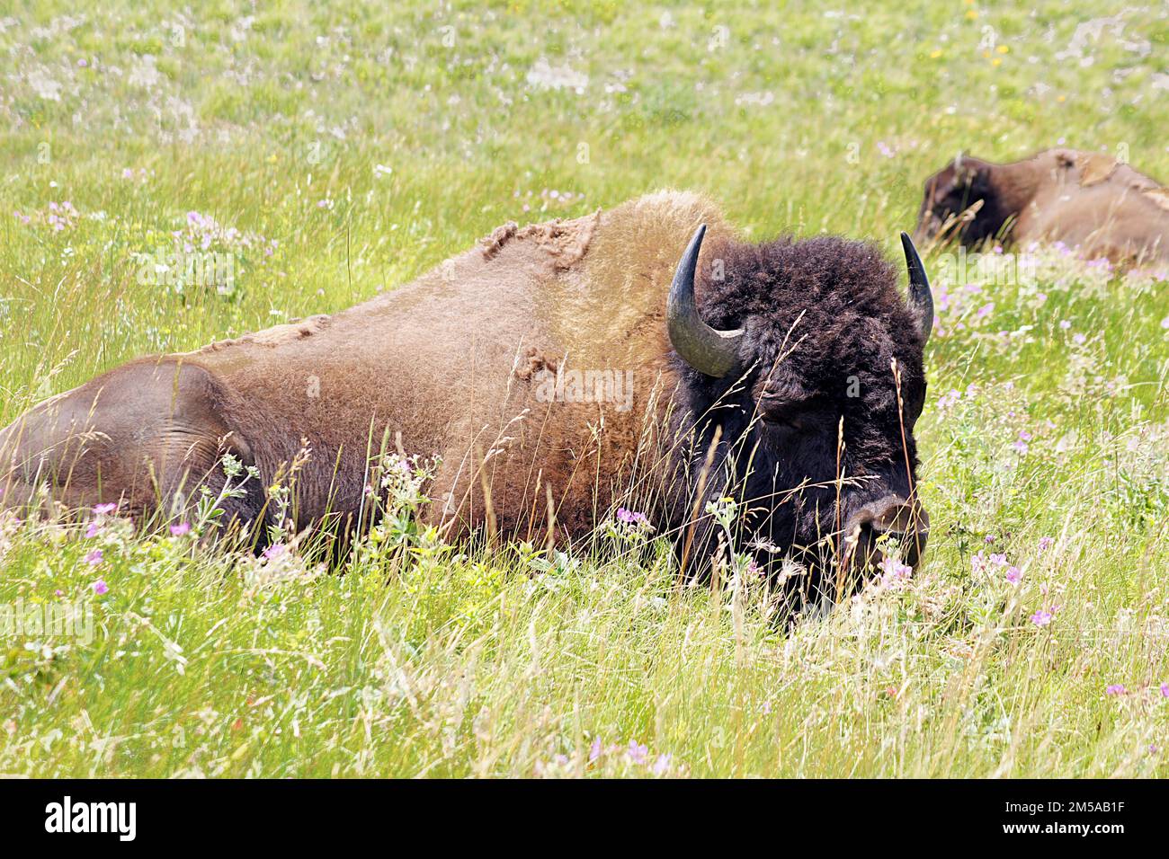 Bison Paddock, Waterton Lakes National Park, Alberta, Canada Stock ...