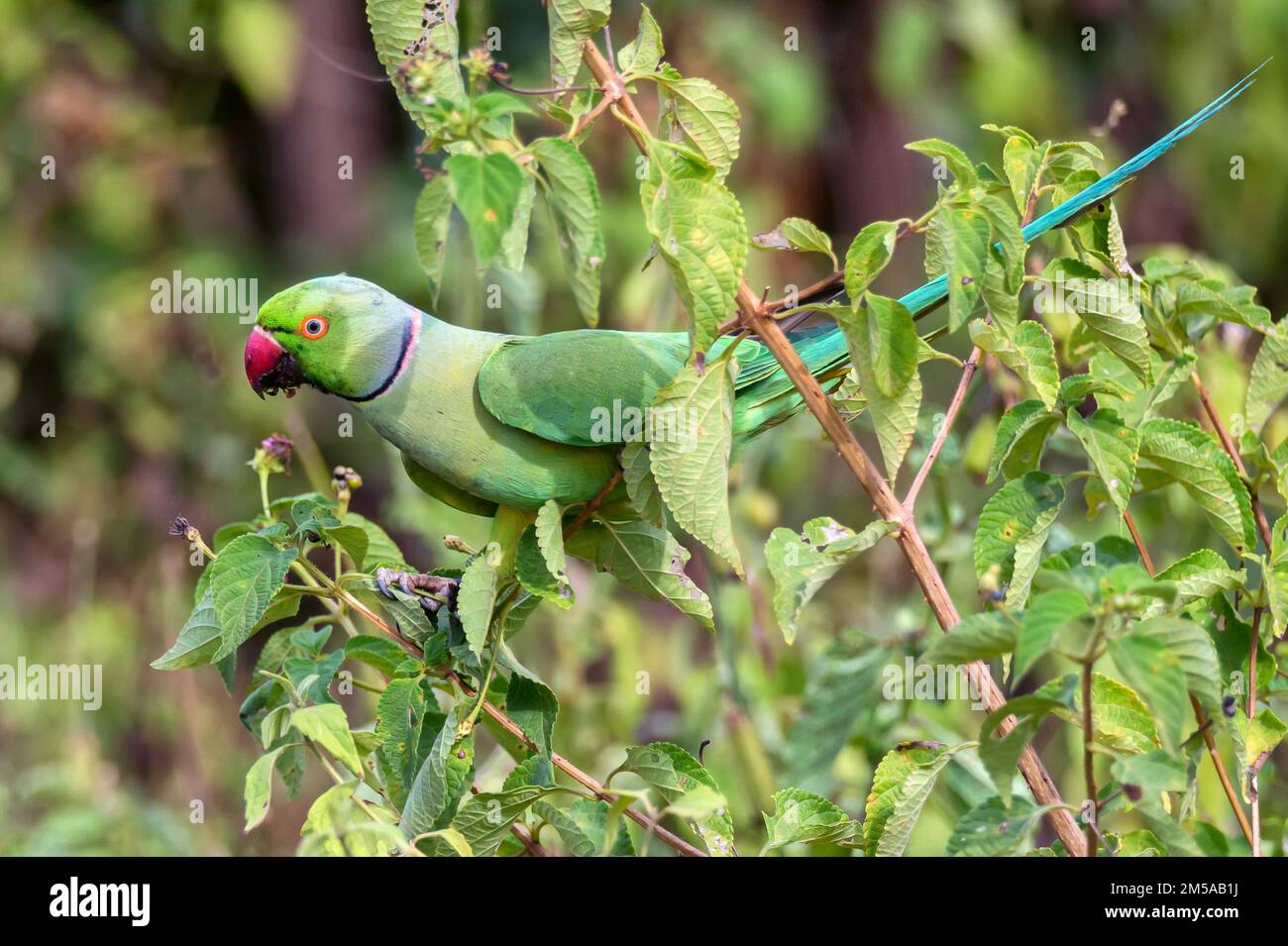 Rose-ringed parakeet or Psittacula krameri known as the ring-necked ...