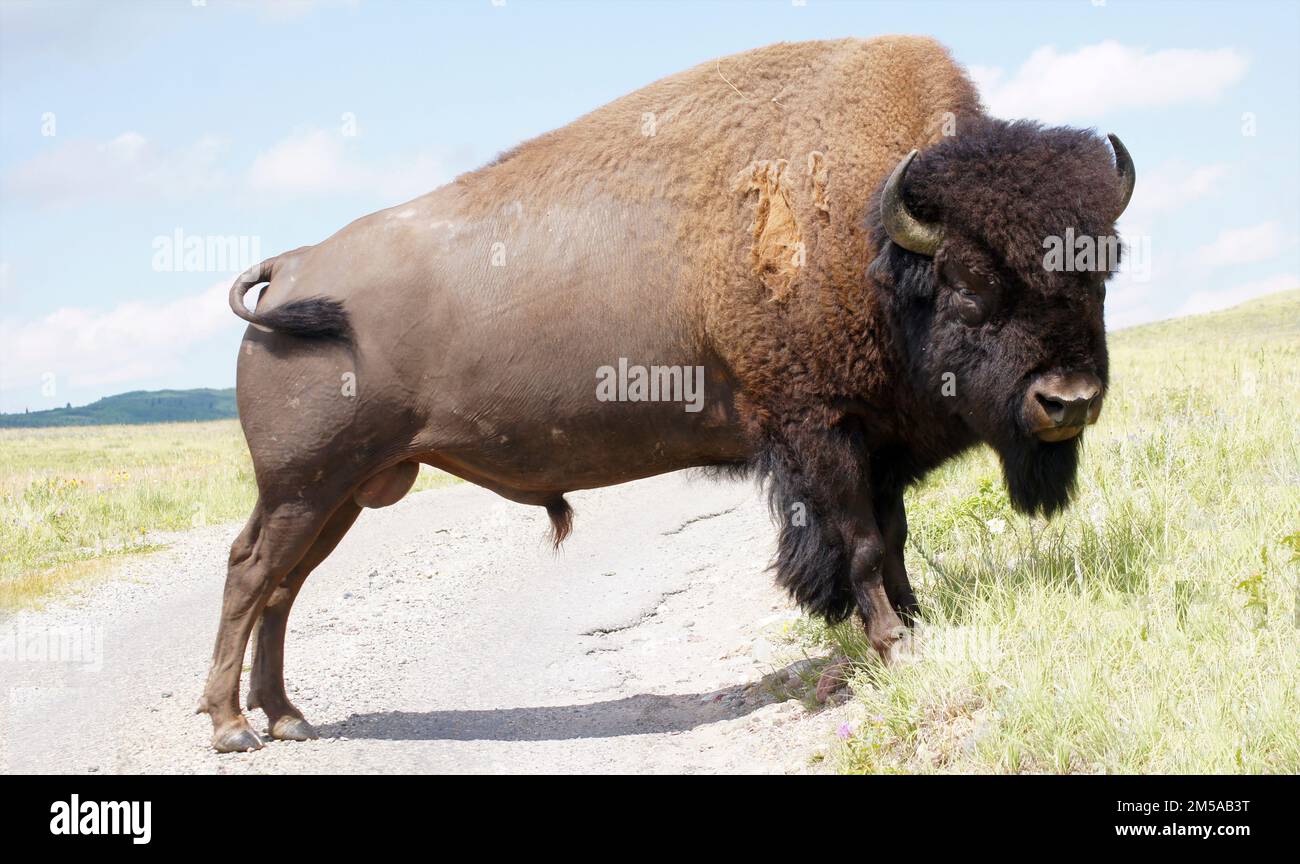 Bison Paddock, Waterton Lakes National Park, Alberta, Canada Stock ...