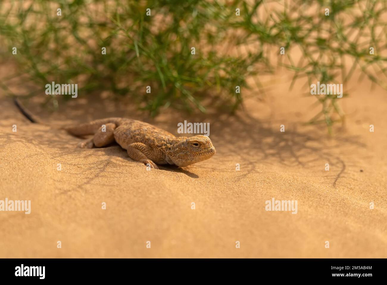 Secret Toadhead Agama or Phrynocephalus mystaceus. Toad-headed agama ...