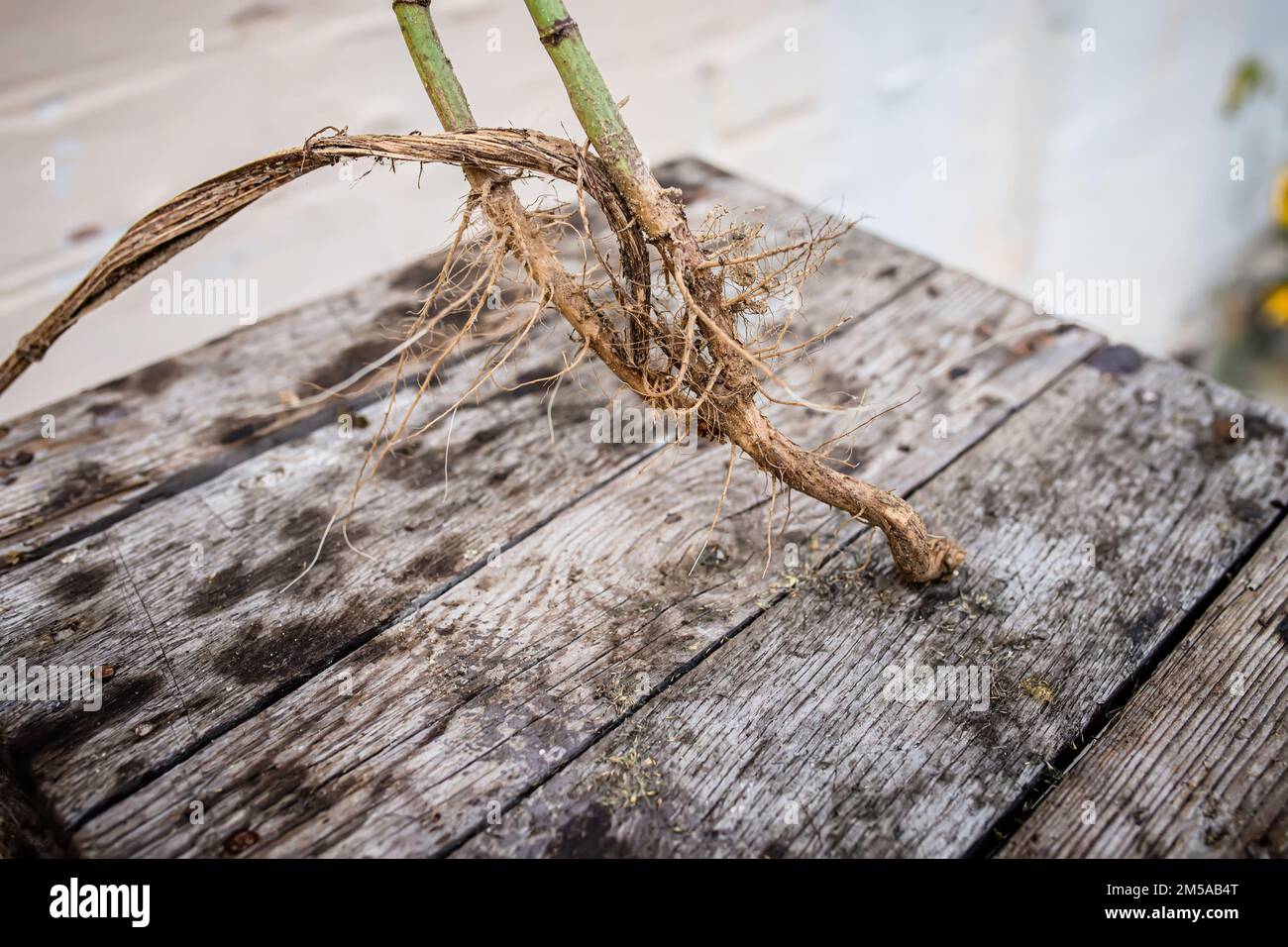 Root close-up An ugly bush of natural Sambucus ebulus, also known as ...