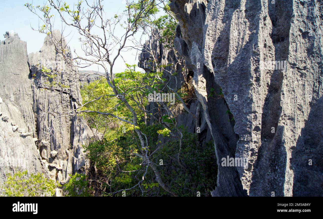 Stone forest, Tsingy de Bemaraha, calcareous rock, Madagascar Stock ...