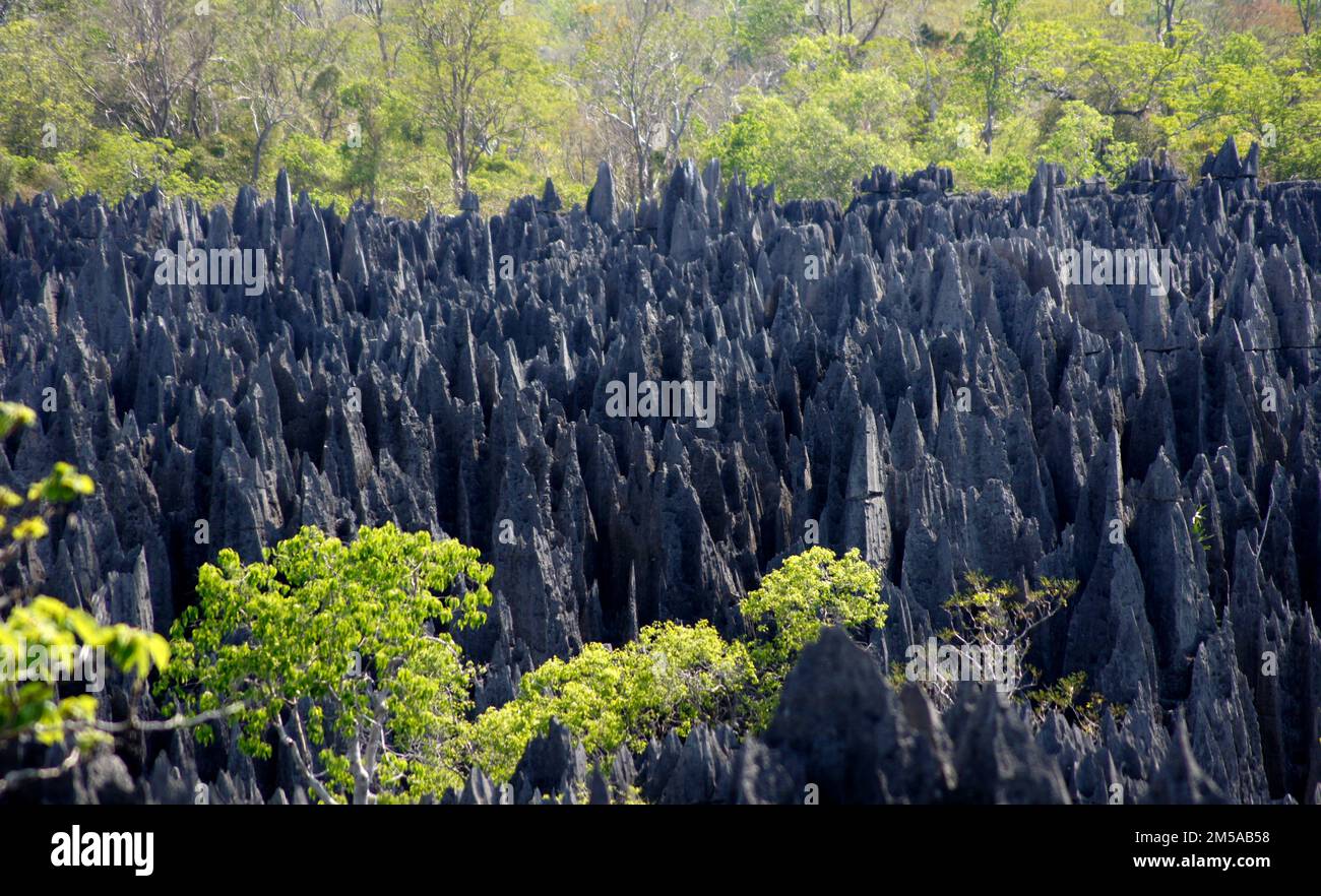 Stone forest, Tsingy de Bemaraha, calcareous rock, Madagascar Stock ...