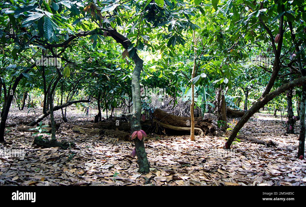 Cocoa tree forest, Madagascar Island Stock Photo - Alamy