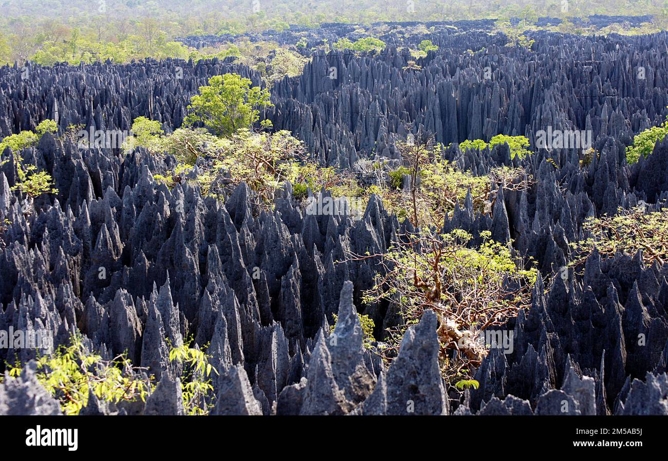 Stone forest, Tsingy de Bemaraha, calcareous rock, Madagascar Stock ...