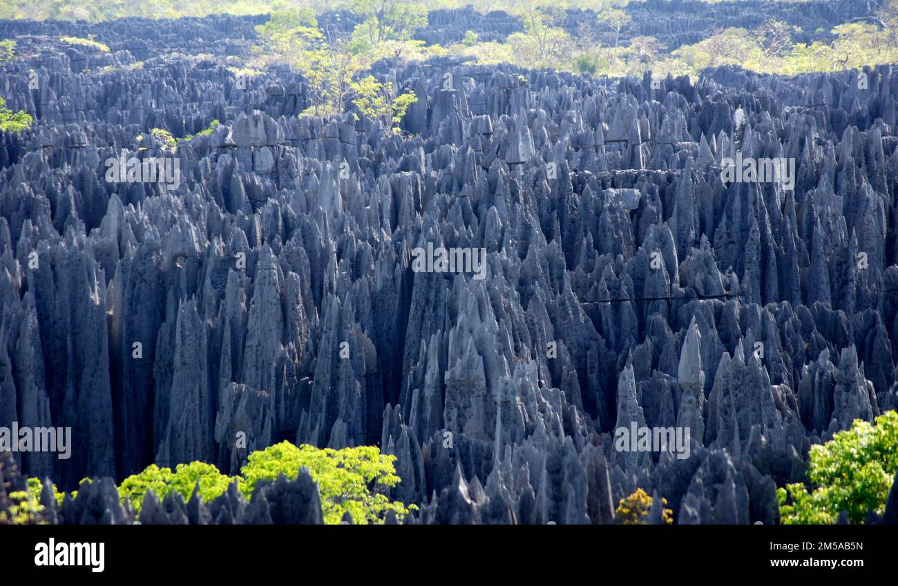 Stone forest, Tsingy de Bemaraha, calcareous rock, Madagascar Stock ...