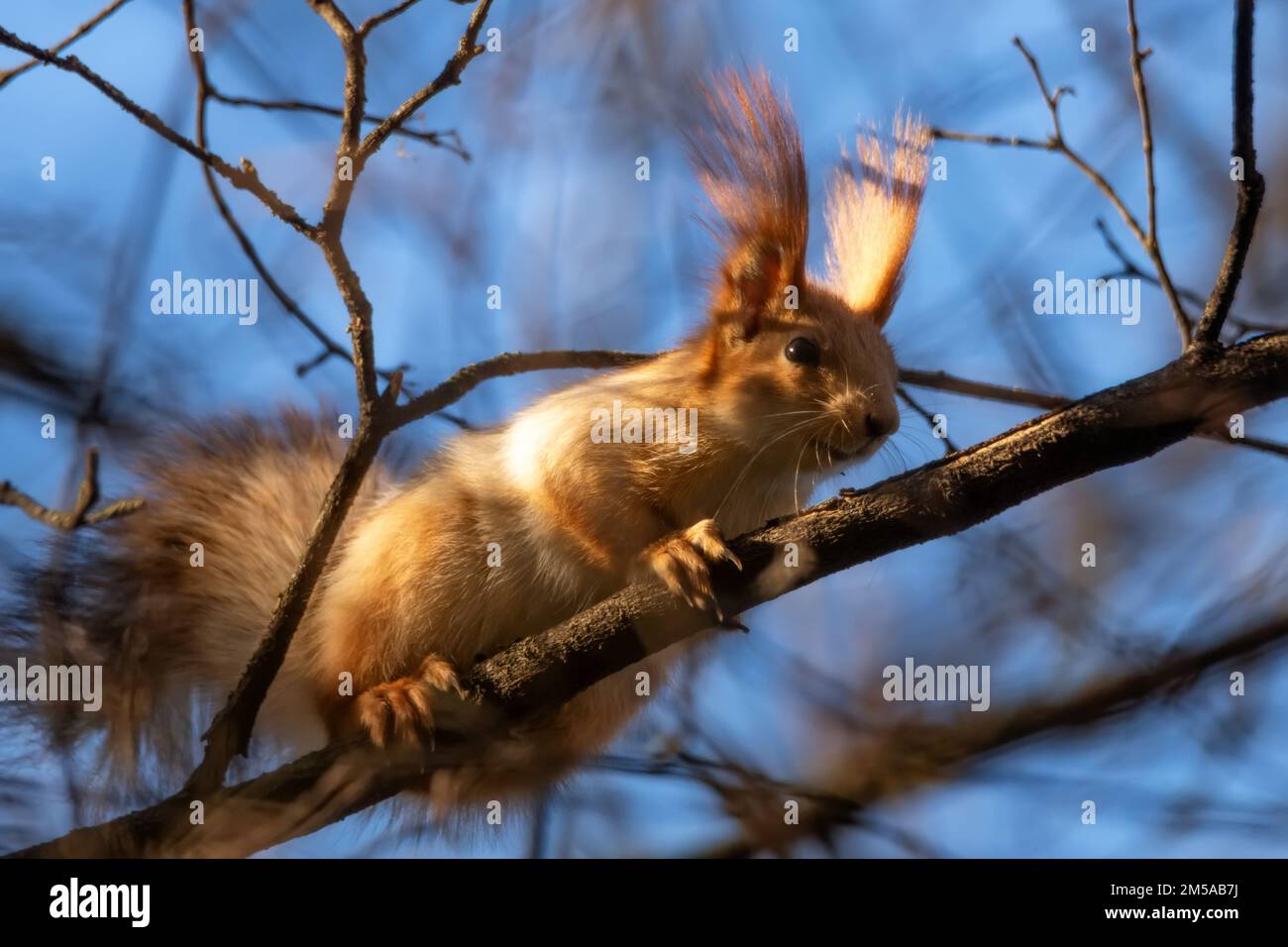 Beautiful wild red squirrel or Sciurus vulgaris Stock Photo - Alamy