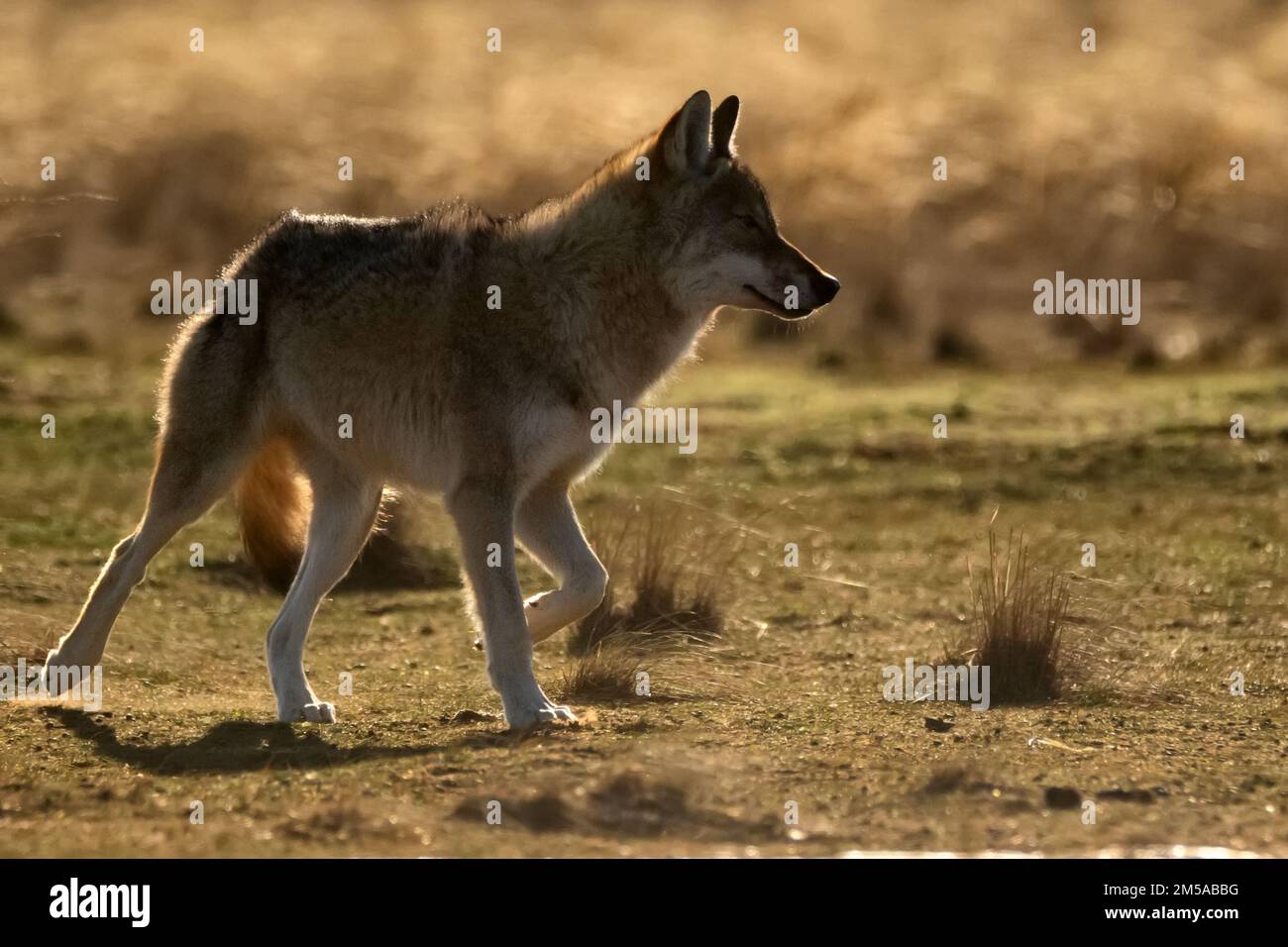 Russian wolf teeth hi-res stock photography and images - Alamy