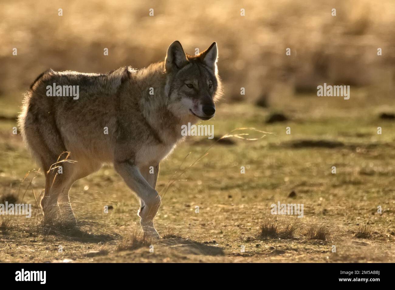 Eurasian wolf or Canis lupus lupus walks in steppe Stock Photo - Alamy