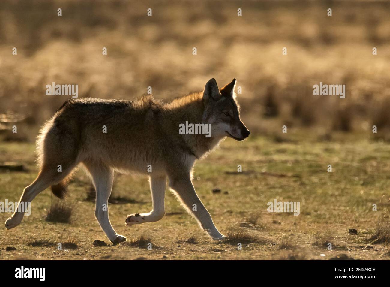 Russian wolf teeth hi-res stock photography and images - Alamy