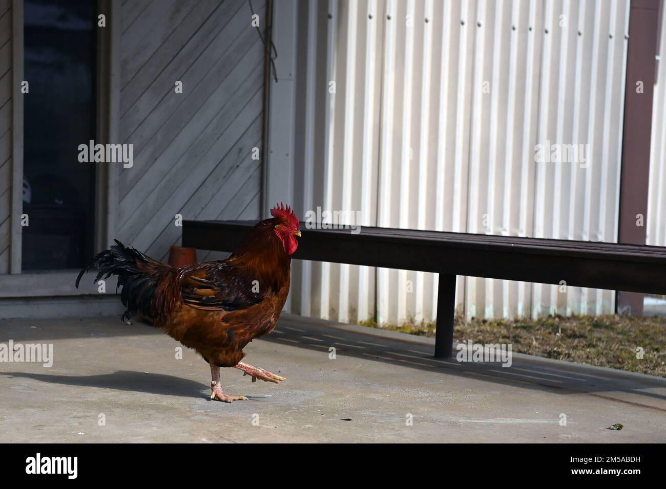 El Diablo II stands for a photo on Gwangju Air Base, Republic of Korea ...