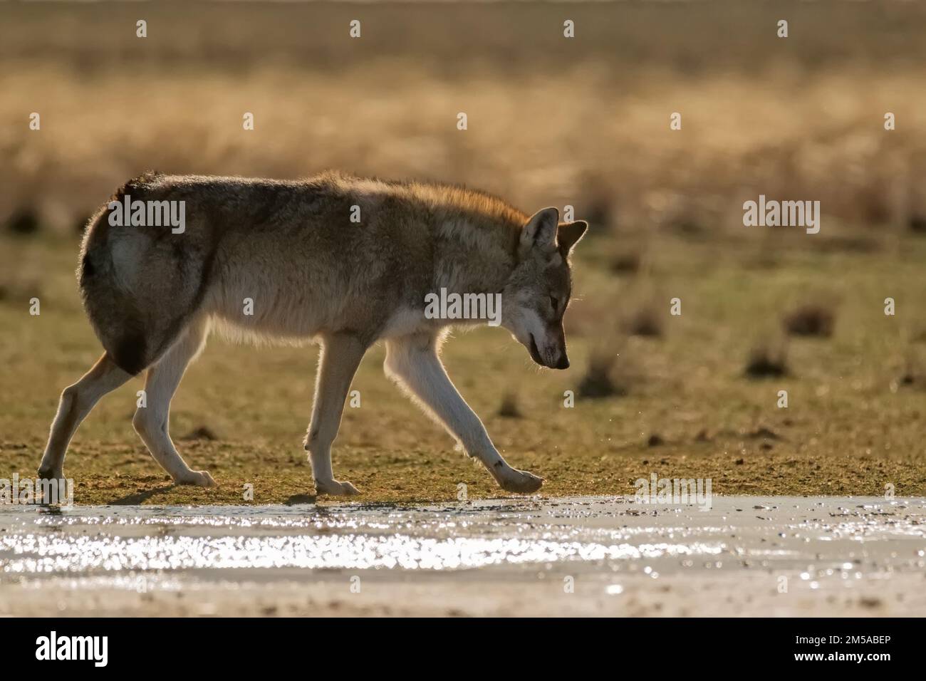 Russian wolf teeth hi-res stock photography and images - Alamy