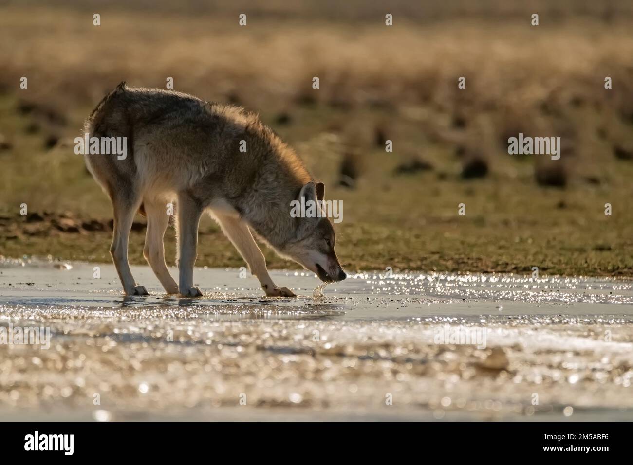 Eurasian wolf or Canis lupus lupus drinks in steppe. Grey wolf near ...