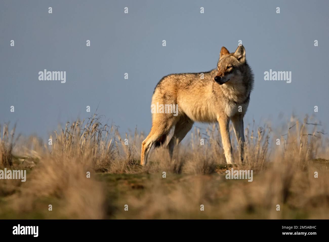 Eurasian wolf or Canis lupus lupus walks in steppe Stock Photo - Alamy