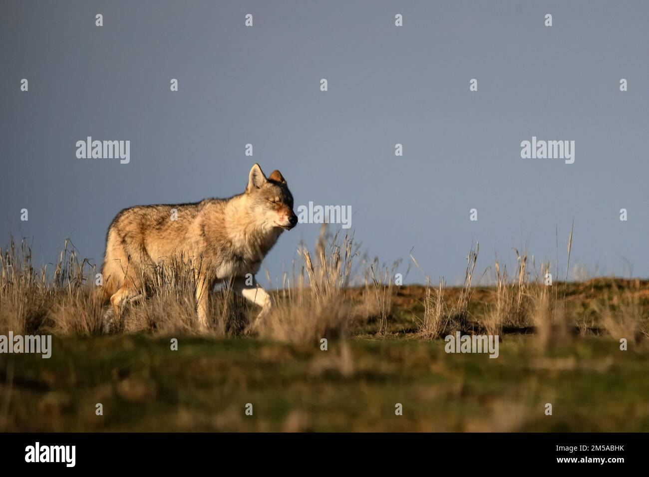 Eurasian wolf or Canis lupus lupus walks in steppe Stock Photo - Alamy