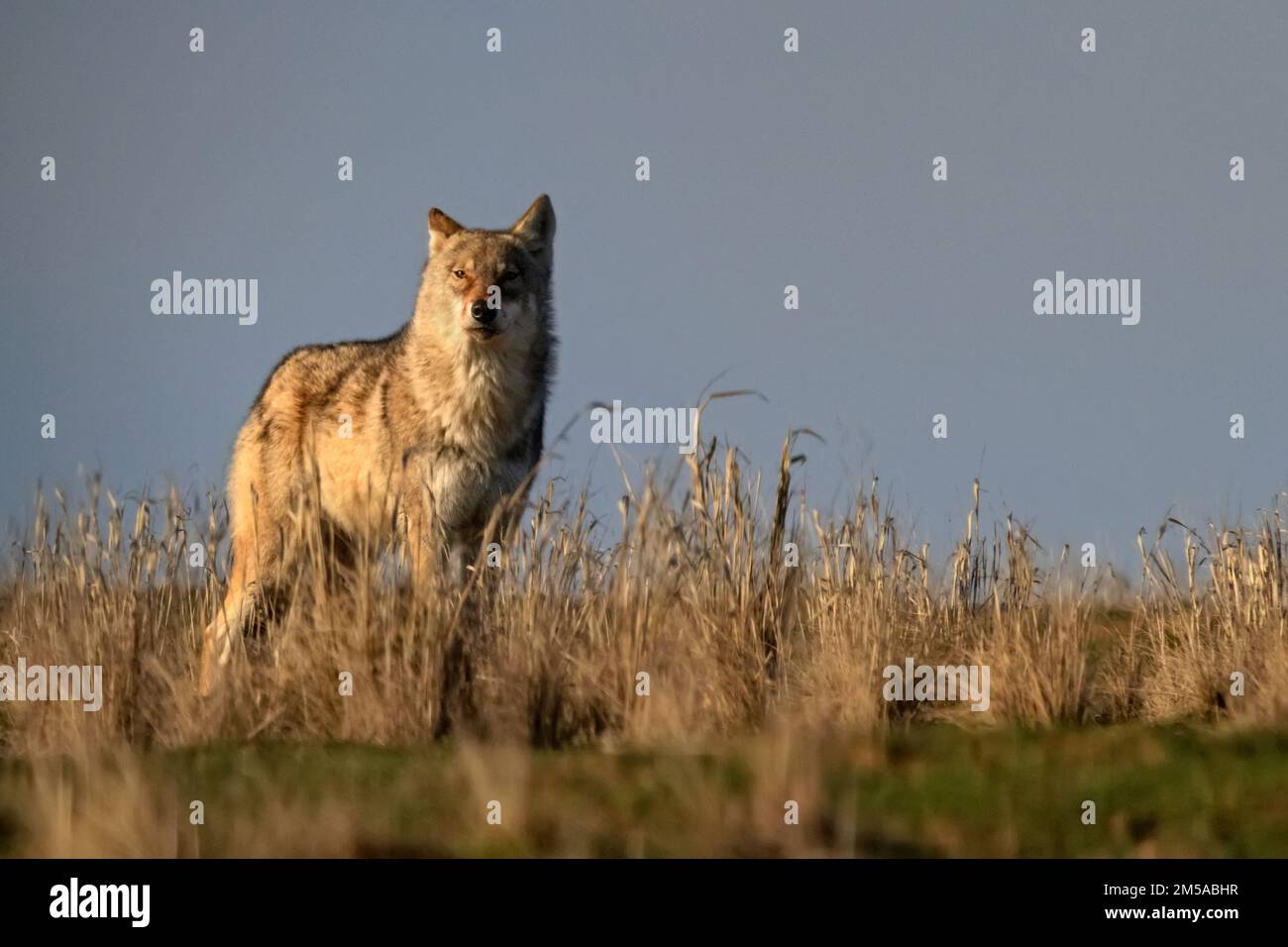 Eurasian wolf or Canis lupus lupus walks in steppe Stock Photo - Alamy