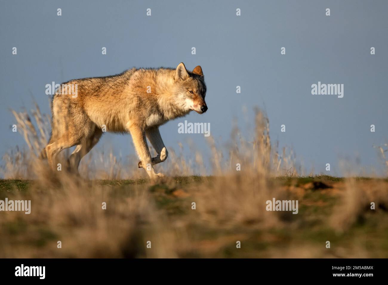 Eurasian wolf or Canis lupus lupus walks in steppe Stock Photo - Alamy