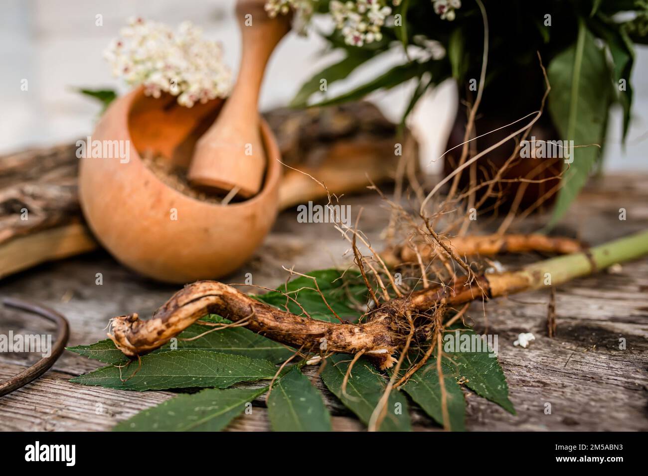 Elder herbaceous - a medicinal plant used to treat rheumatism, gout ...